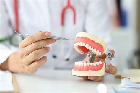 Premium Photo | Dentist doctor holds artificial human jaw and ...