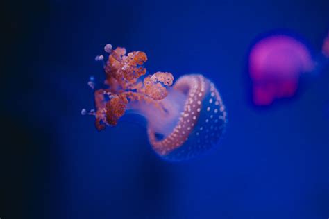 Flying Jellyfish Behance