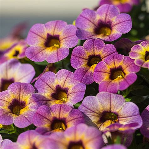 Calibrachoa Chameleon Blueberry Scone | J Parker Dutch Bulbs