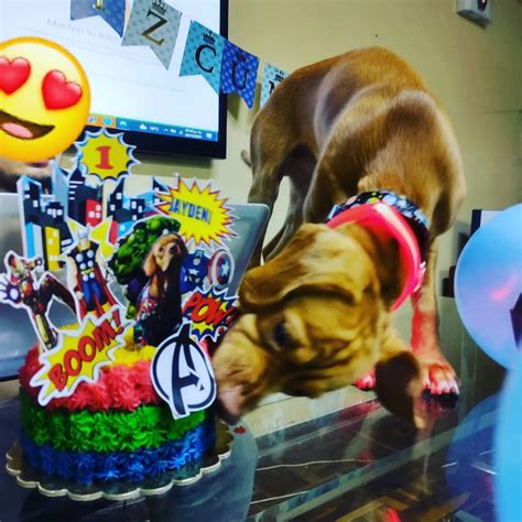 El Tierno Jayden Por Segunda Colitas And Garritas Bakery