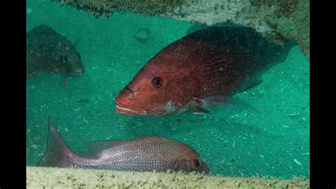 Mb151 Jon Dodrills Reef 16 Jun 2019 Youtube