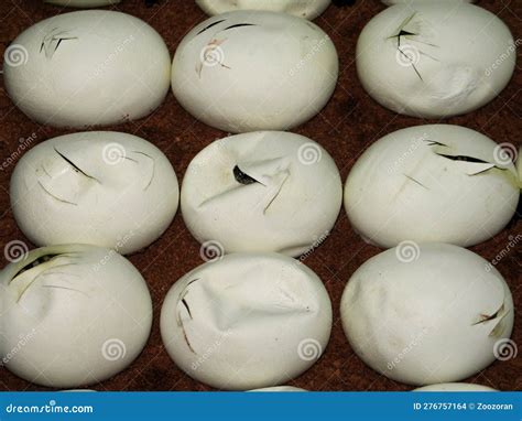 Burmese Python Python Bivittatus Stock Photo Image Of Python