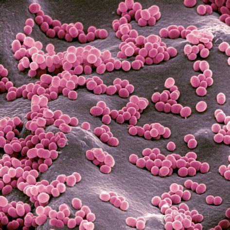 Global Indoor Health Network Micrococcus
