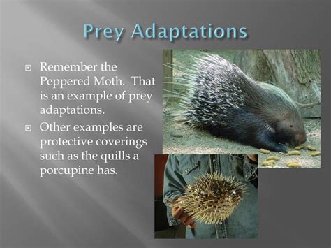 Ppt Ecological Interactions Powerpoint Presentation Free Download Id1562117