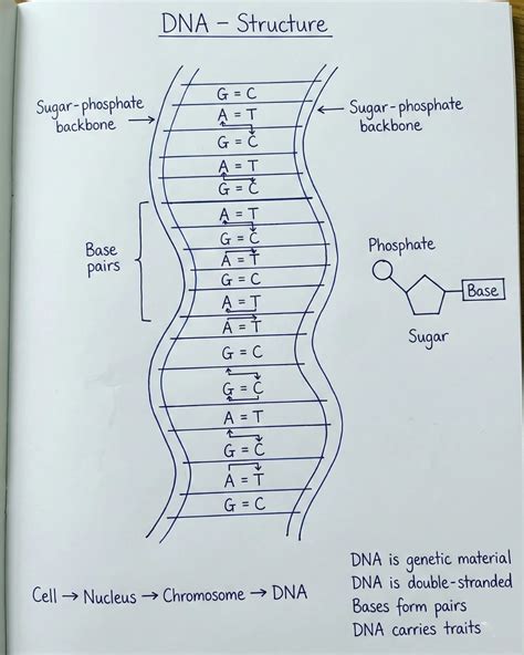 Dna Structure Double Helix Base Pairing And Functions