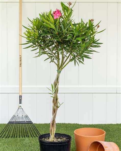 Yellow Oleander Plant