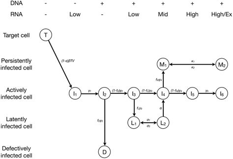 Model Of Hiv 1 Dynamics Actively Infected Cells Move Through An