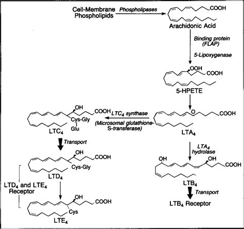 Leukotrienes And Other Products Of The 5 Lipoxygenase Pathway — Biochemistry And Relation To