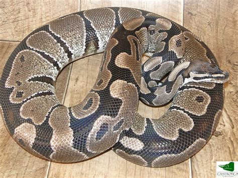 Morph List World Of Ball Pythons