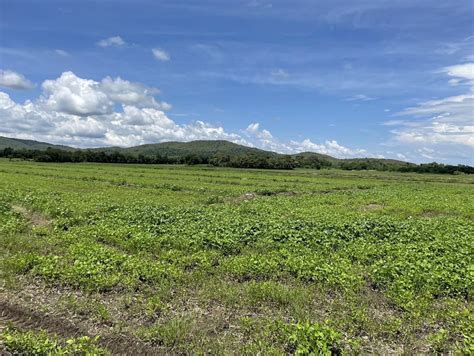 ขายที่ดินเปล่า โฉนด ใกล้ถนนทล สาย 21 เพียง 1 กม อ บึงสามพัน เพชรบูรณ์ ใกล้เคียงมีโรงแรม ร้าน