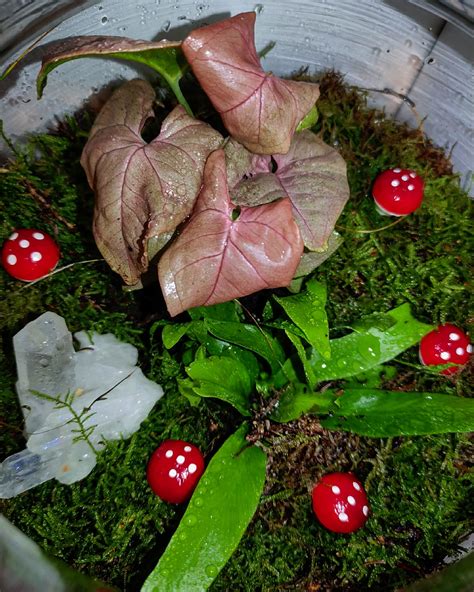 Roswyn Roswyn Twitter