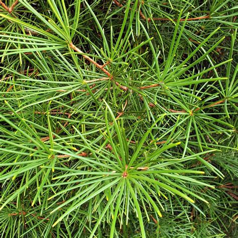 Umbrella Pine Sciadopitys Verticillata Calendula Farm And Nursery