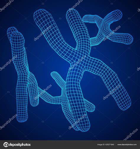 Chromosome Scientific Medicine Education Concept Wireframe Low Poly Mesh Vector Stock Vector By