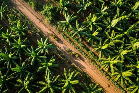 Banana Plantation Aerial Shot From Above Stock Illustration Illustration Of Farm Trees