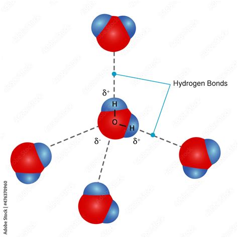 Hydrogen Bonding Among Water Molecules H2o Molecules And The