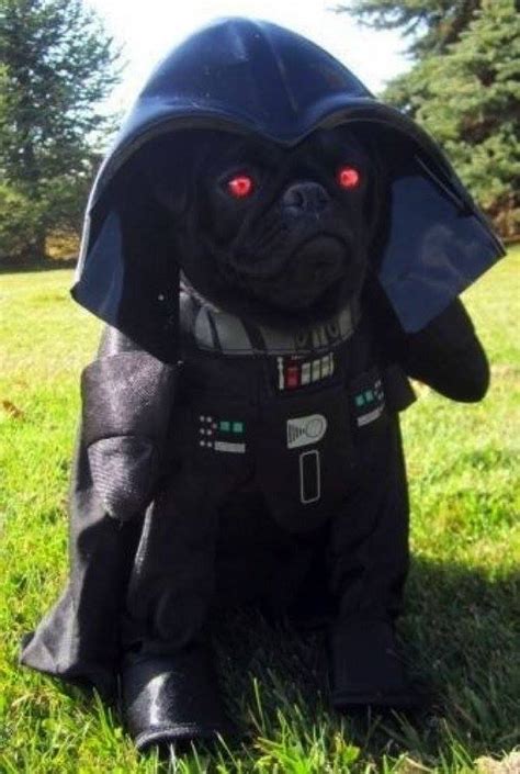 Pug O Ween May Be The Cutest Thing Happening This Halloween Season Events