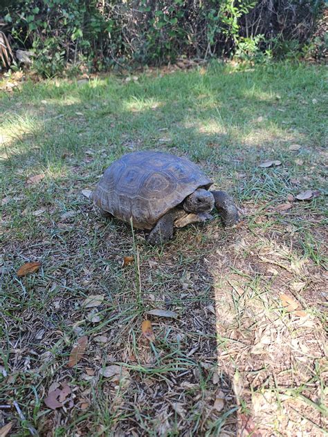 Gopher Tortoise Rherpetology