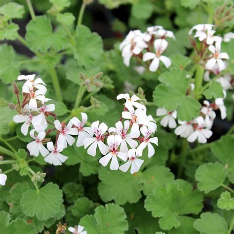 Buy Pelargonium Pelargonium Fragrans