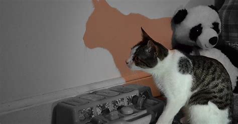 Shadow Imgur Shadow Imgur