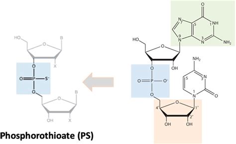 Frontiers Separation Of Isobaric Phosphorothioate Oligonucleotides In Capillary