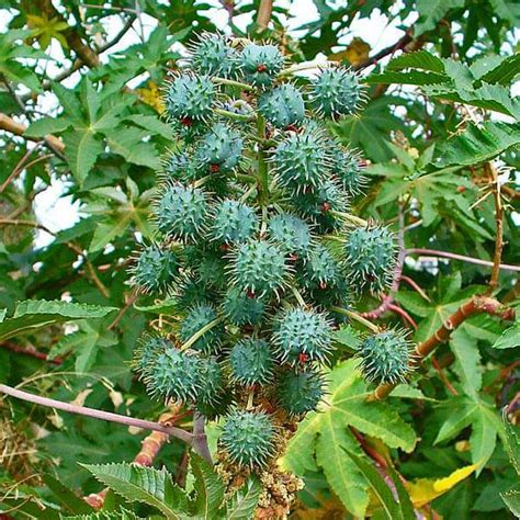 Buy Ricinus Communis Castor Oil Plant Arandi 0 5 Kg Seeds Online