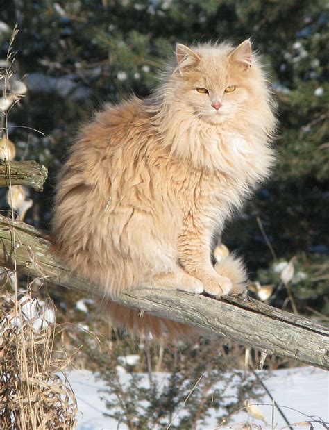 แมวบ้าน Felis Catus พันธุ์ ภาพฟรีบน Pixabay Pixabay