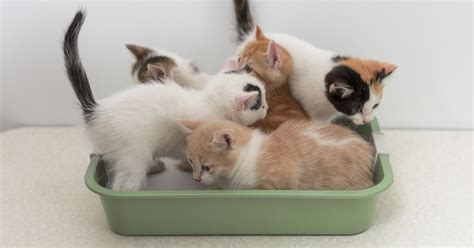 Types Of Cat Litter According To Their Needs Sepicat
