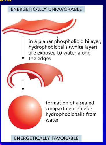 MBB Chapter Structure Function Of The Plasma Membrane Flashcards Quizlet