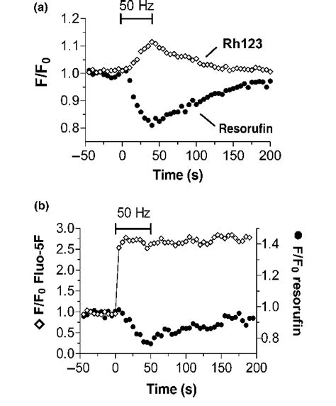The Time Course Of The Stimulation Induced Decrease In C 12resorufin Download Scientific