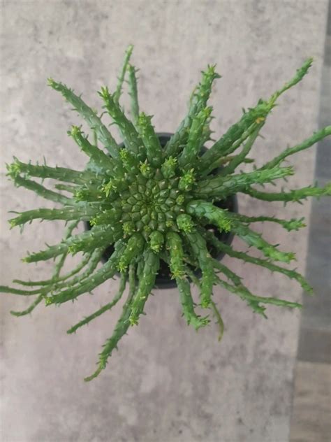 Euphorbia Flanaganii Medusas Head Plant In 4 Pot Unique Succulent