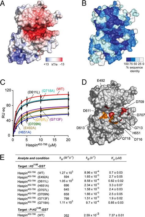 The Substrate Binding Pocket A Electrostatic Potential Mapped Onto