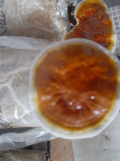 A Grade Red Ganoderma Mushroom Carton At Best Price In Faridabad Id 2851298827491