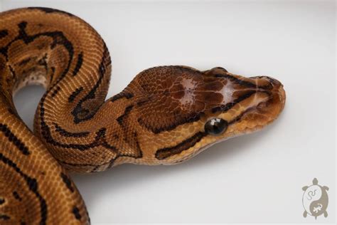 Python Regius Pinstripe Scaleless Head
