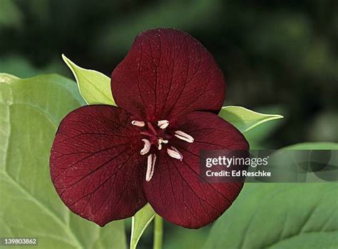Monocot Flower Cross Section
