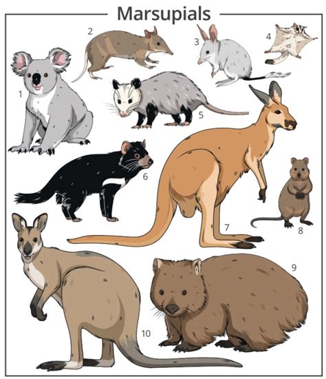 Major Kangaroo Species Chart