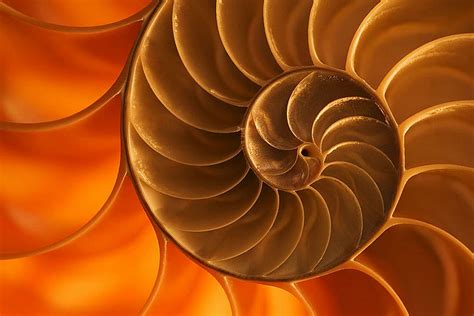 patterns in nature archives wonderchews