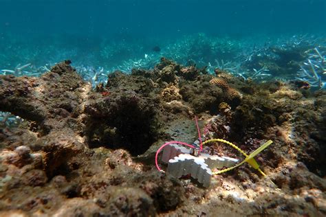 In Mauritius An Ngo Is Tracking The Sex Life Of Corals To Save Them