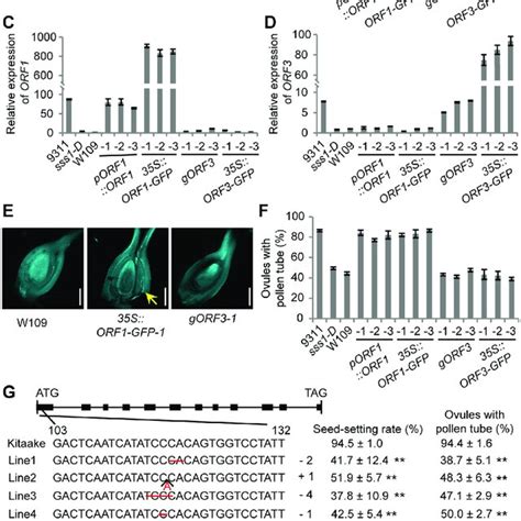 Functional Complementation And Gene Knockout Analyses A Genetic Download Scientific Diagram