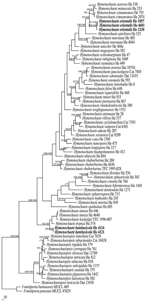 Strict Consensus Tree Obtained From Maximum Parsimony Analysis Of Download Scientific Diagram