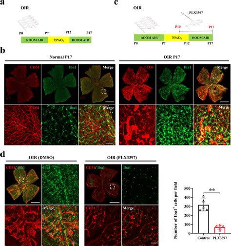 Retinal Microglia Are Essential For Retinal Neovascularization A Oir Download Scientific