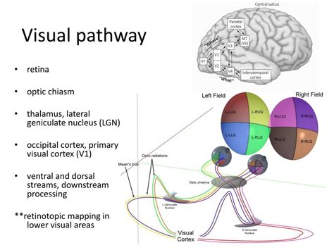 Ppt Visual Decoding Can You See What I See Powerpoint Presentation Id2278873