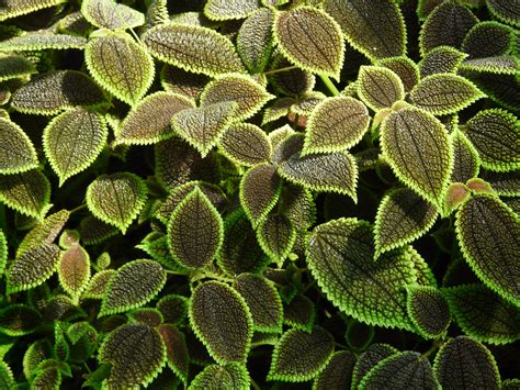 무료 이미지 잎 서리 무늬 녹색 목초 식물학 플로라 열대 식물 관엽 식물 이파리 관목 관상용 식물 꽃 피는 식물 화려한 쐐기풀 연간 공장 육상