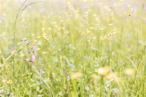 Premium Photo Small Yellow Flower