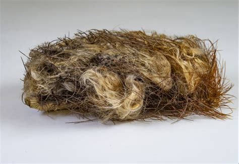 The Key Largo Tree Cactus Was Wiped Out In South Florida