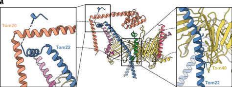 Two Conformations Of The Tom20 Preprotein Receptor In The Tom Holo