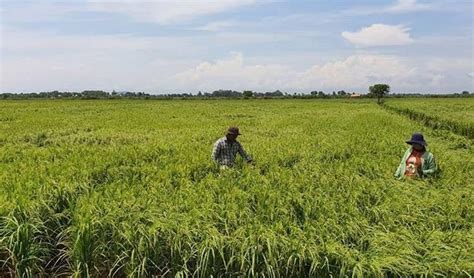 ព្រៃវែង ដែលជាខេត្តមានសក្តានុពលលើវិស័យកសិកម្ម
