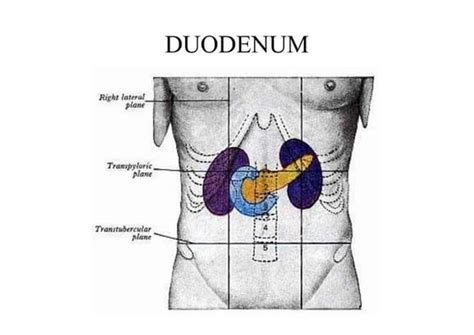 Duodenumpdf Duodenumpdf