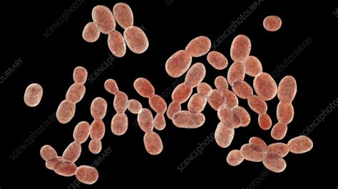 Rhodotorula Fungi Illustration Stock Image F0376723 Science