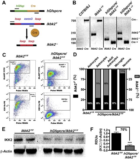 Figure 1 From Genetic Suppression Of Ikk2nf κb In Astrocytes Inhibits Neuroinflammation And