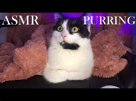 ASMR | Kitty purring ♥ - The ASMR Index